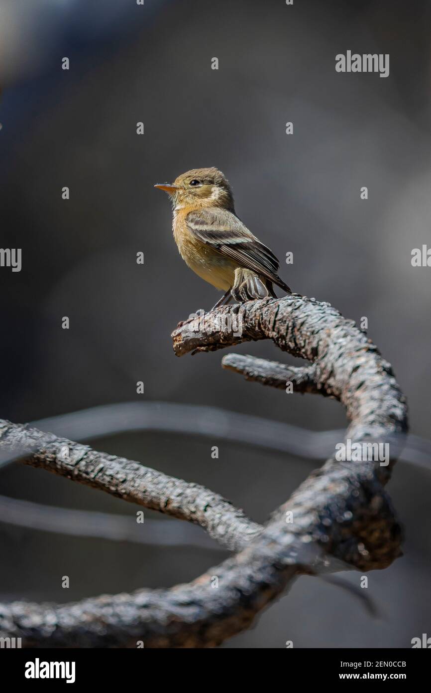 Buff-breasted Flycatcher, Huachuca Mountains, Empidonax fulvifrons, on ...