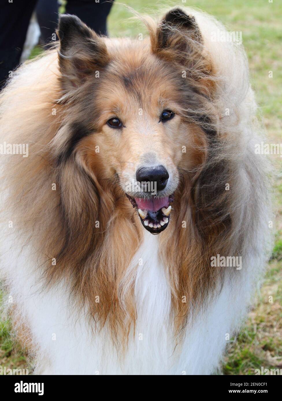 A shetland sheepdog seen during the Dogfest 2019 at Knebworth Park ...