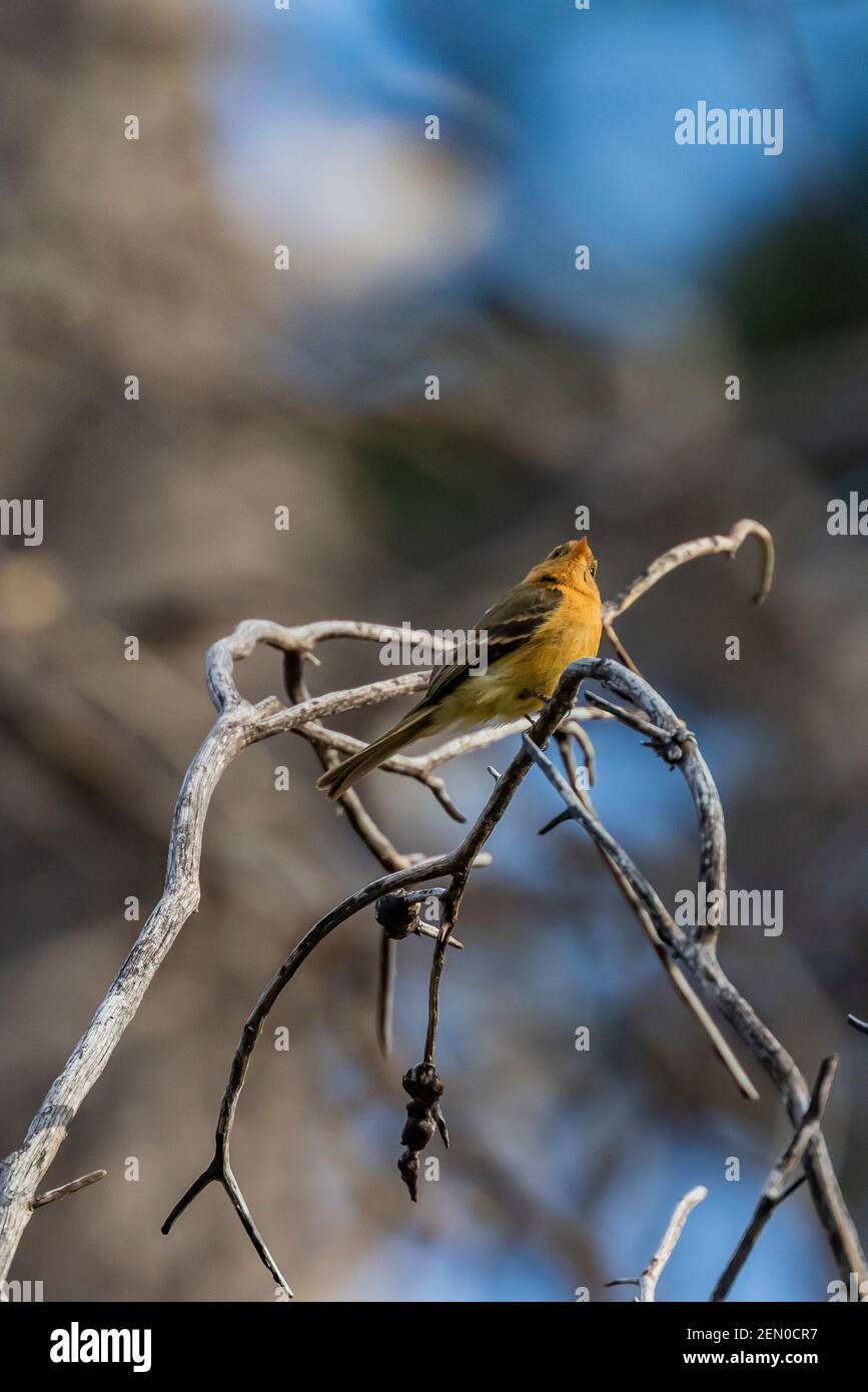 Tufted Flycatcher, Mitrephanes phaeocercus, a rare Mexican visitor in ...