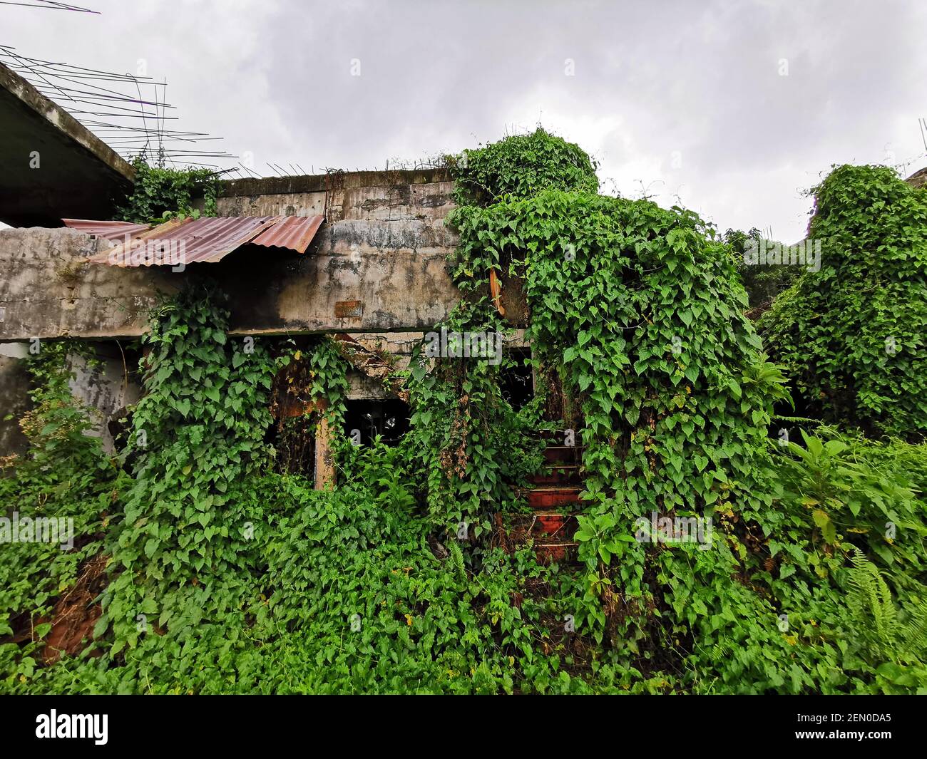 (5/9/2019) Nature crept in the heavily devastated buildings of Marawi ...