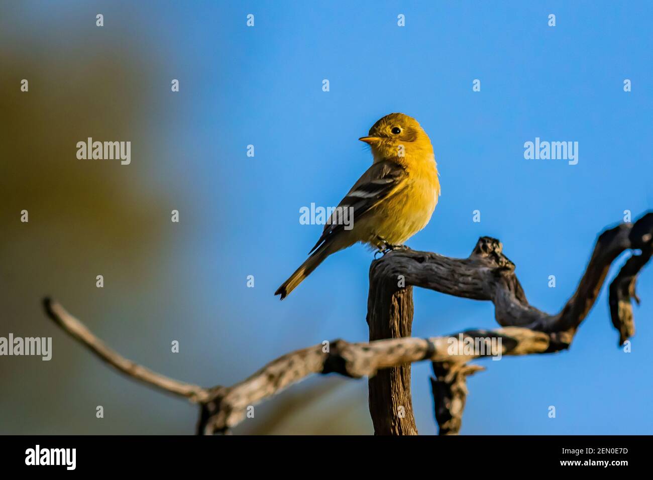 Buff-breasted Flycatcher, Huachuca Mountains, Empidonax fulvifrons, on ...