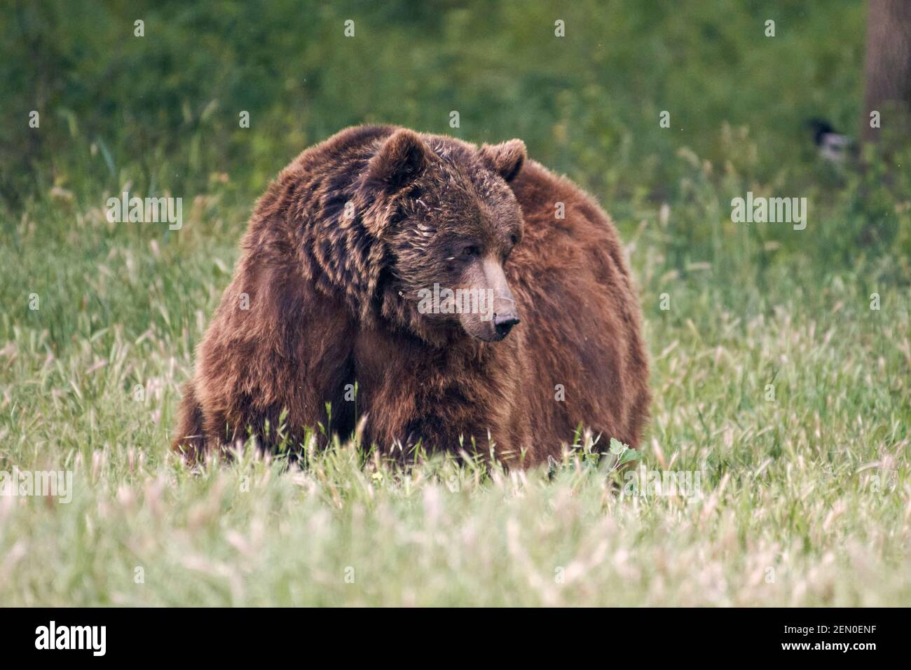 Close up photo of a wild big Brown Bear in natural habitat. Big brown ...
