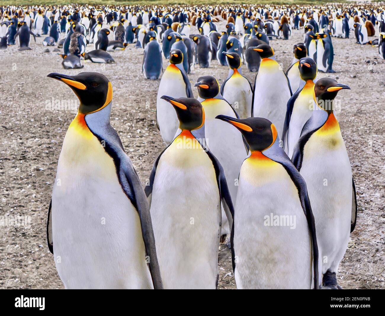 Penguins walking breeding hi-res stock photography and images - Alamy