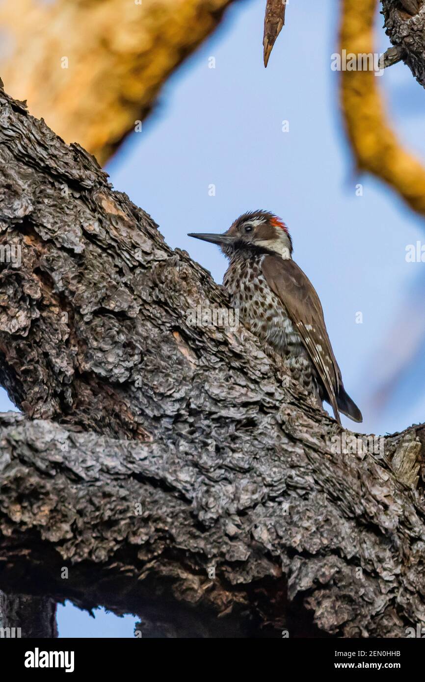 Dryobates arizonae hi-res stock photography and images - Alamy