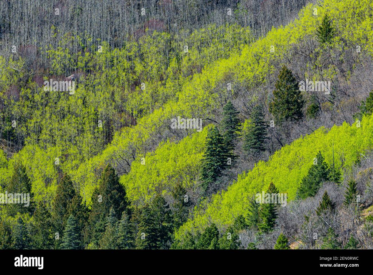 Quaking Aspens, Populus tremuloides, leafing out in spring green in the ...