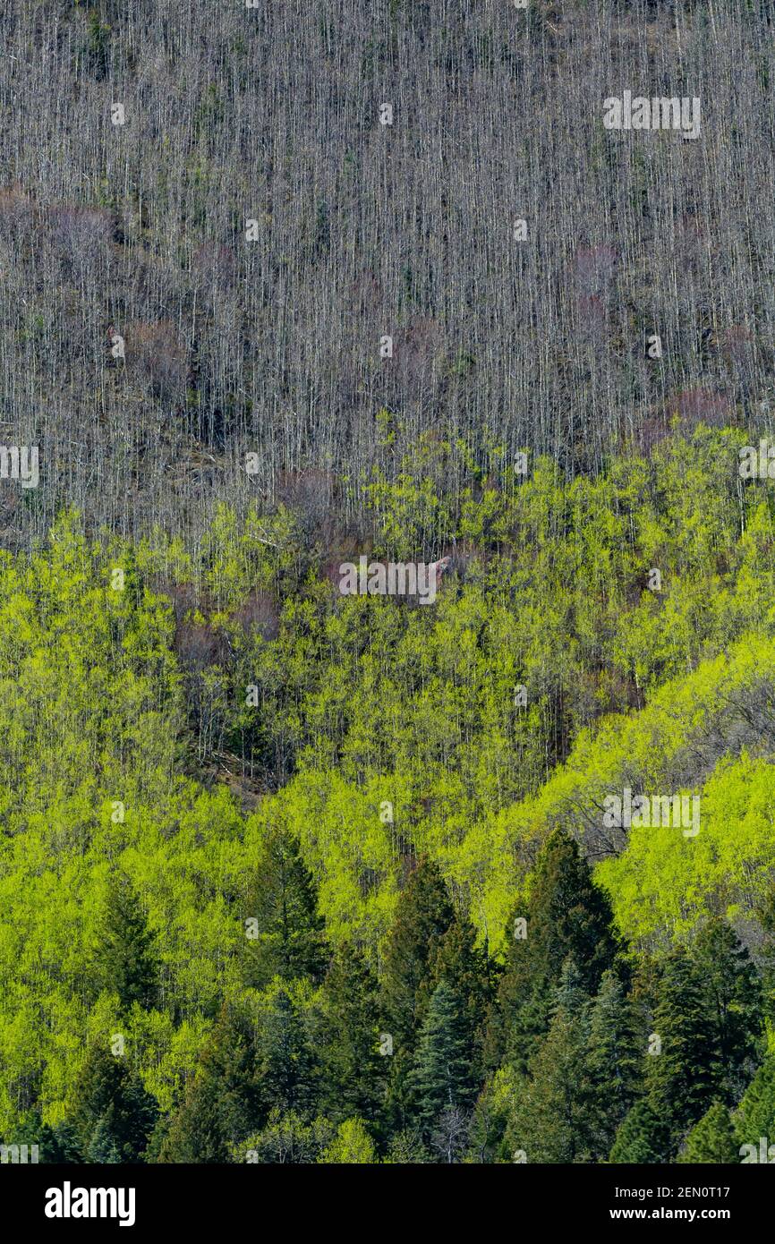 Quaking Aspens, Populus tremuloides, leafing out in spring green in the ...