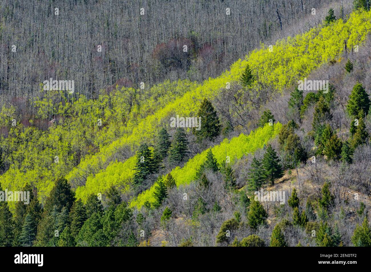 Quaking Aspens, Populus tremuloides, leafing out in spring green in the ...