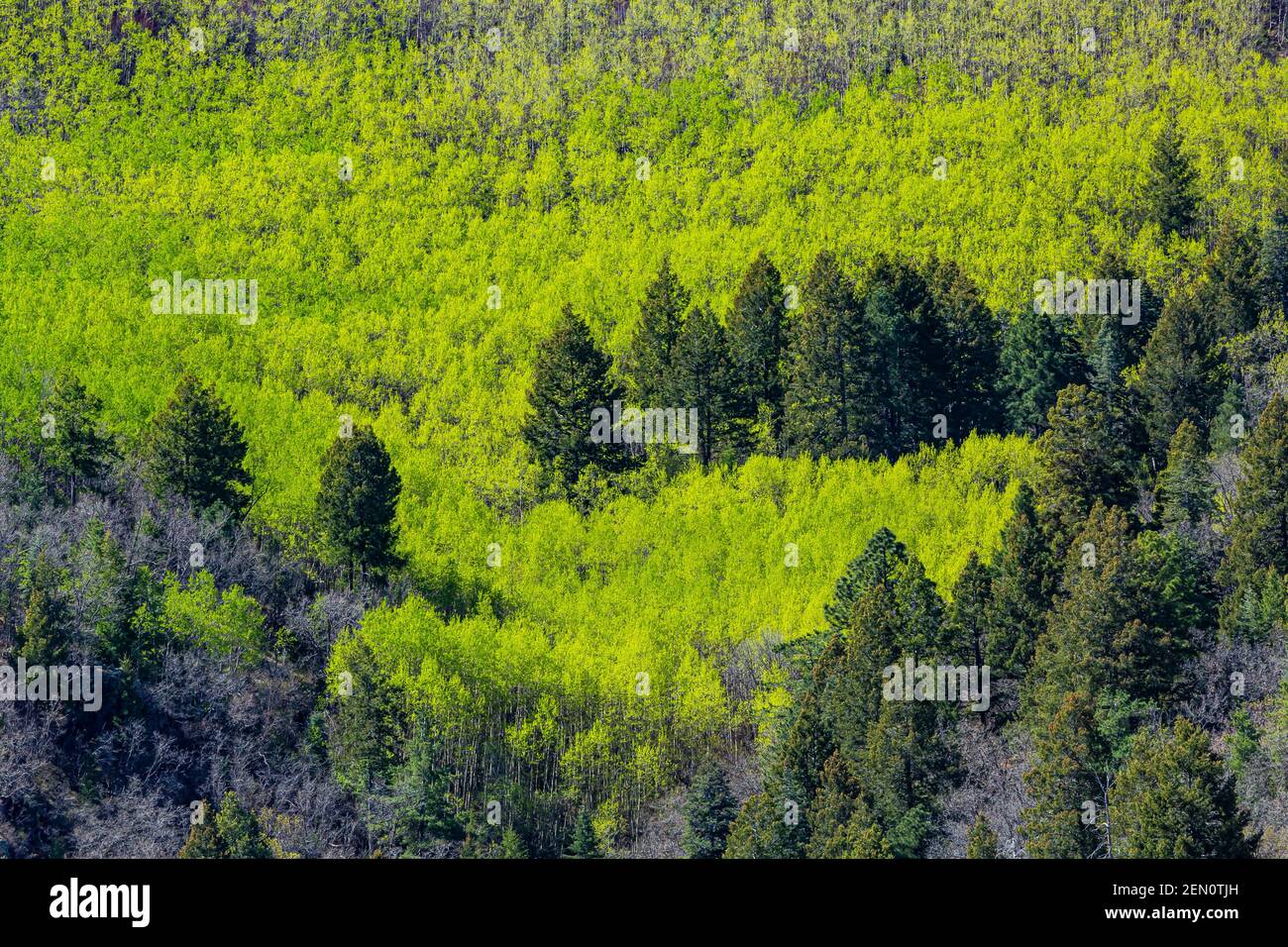 Quaking Aspens, Populus tremuloides, leafing out in spring green in the ...