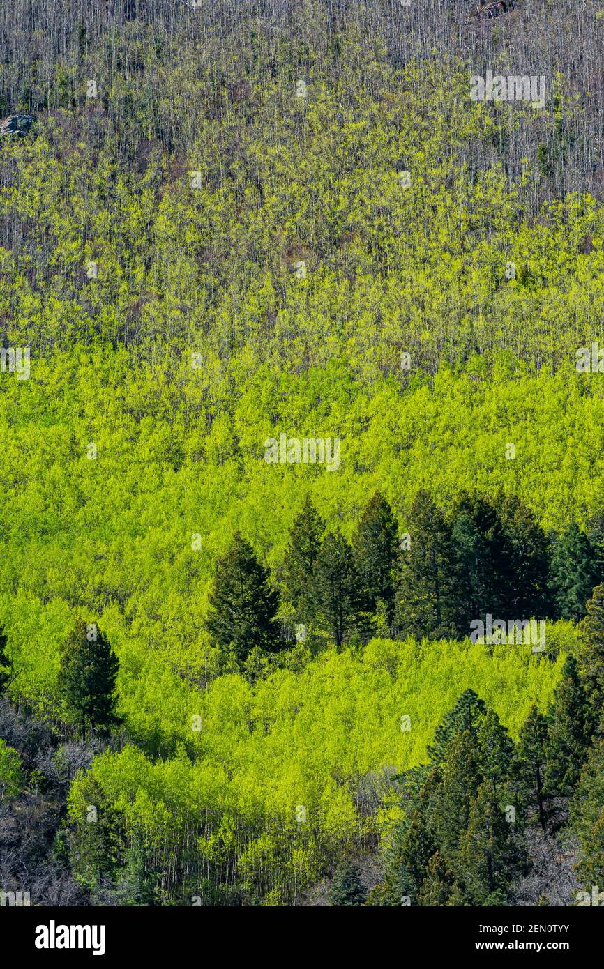 Quaking Aspens, Populus tremuloides, leafing out in spring green in the ...