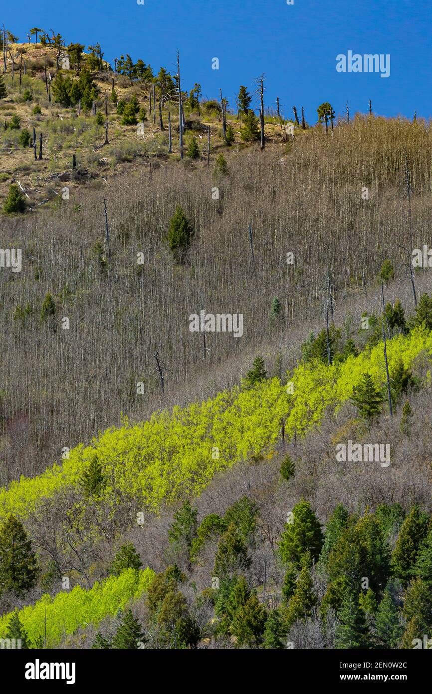 Quaking Aspens, Populus tremuloides, leafing out in spring green in the ...