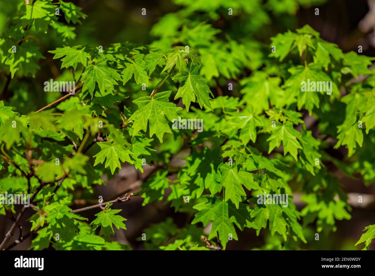 Bigtooth Maple, Acer grandidentatum, leaves in the Huachuca Mountains ...