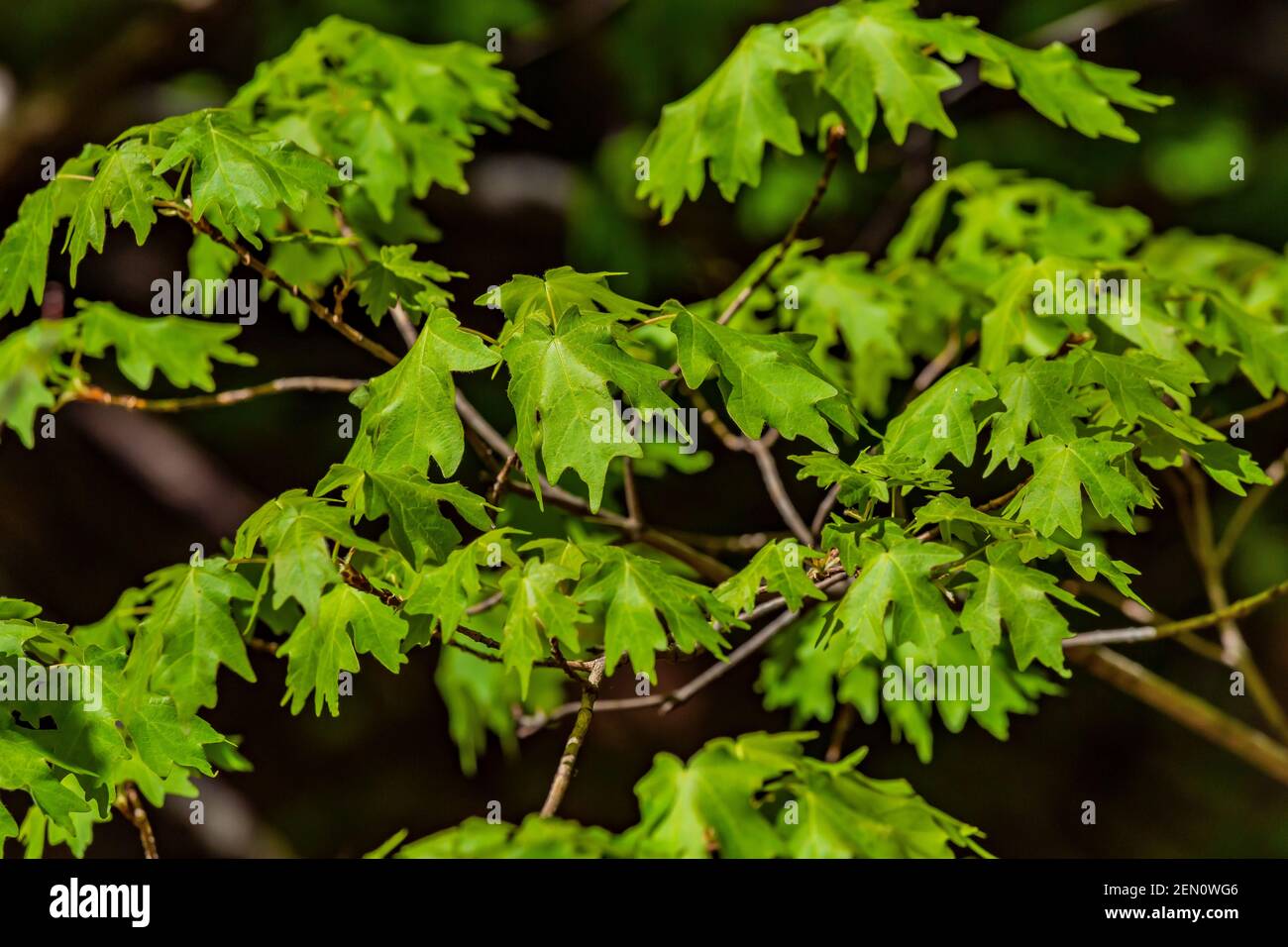 Bigtooth Maple, Acer grandidentatum, leaves in the Huachuca Mountains ...