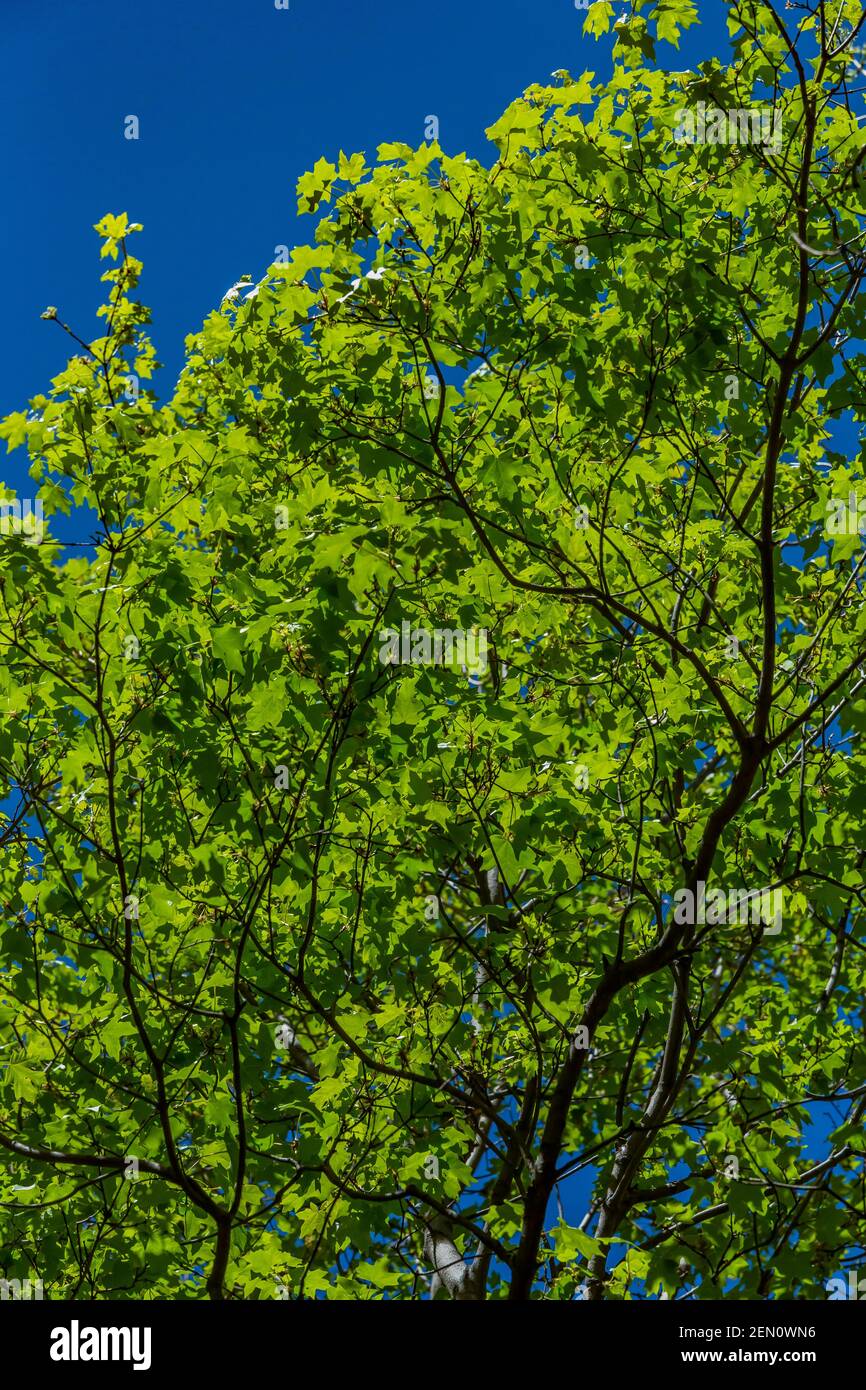 Bigtooth Maple, Acer grandidentatum, leaves in the Huachuca Mountains ...