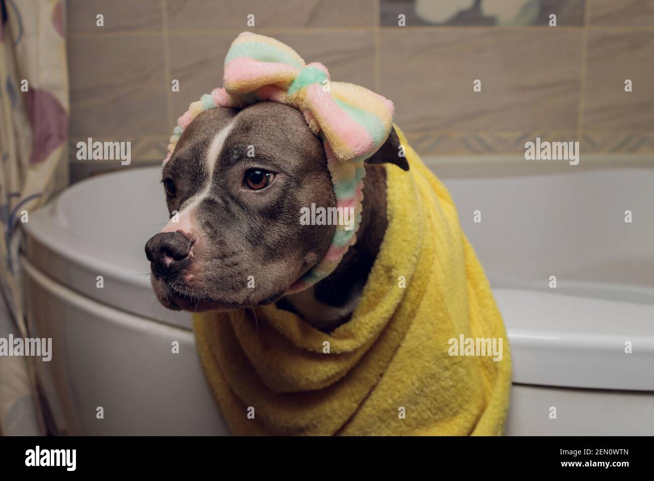 American Bully bathing, Pitbull, dog cleaning, dog wet a bath yellow ...