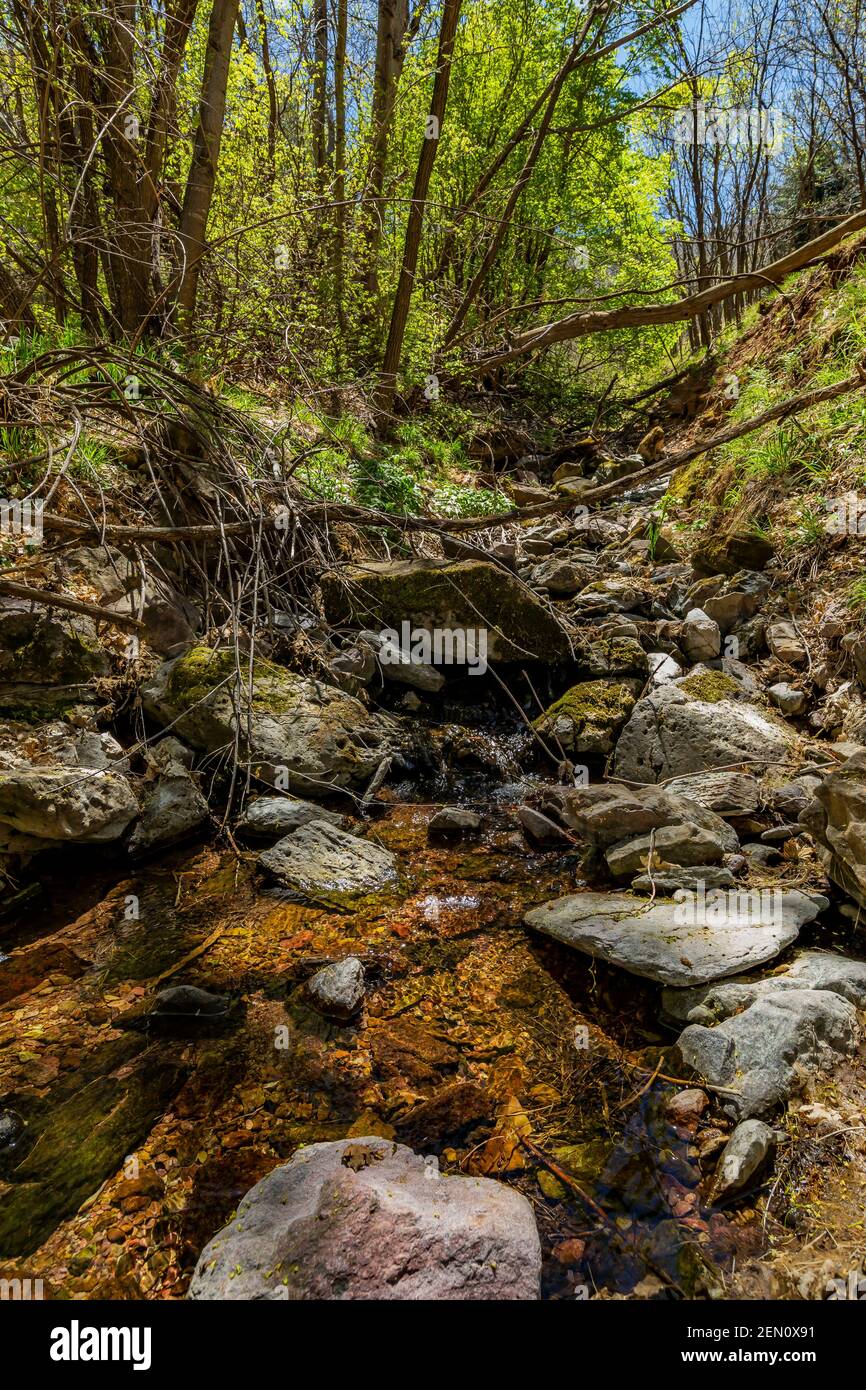 Tiny stream in the Miller Peak Wilderness of the Huachuca Mountains ...