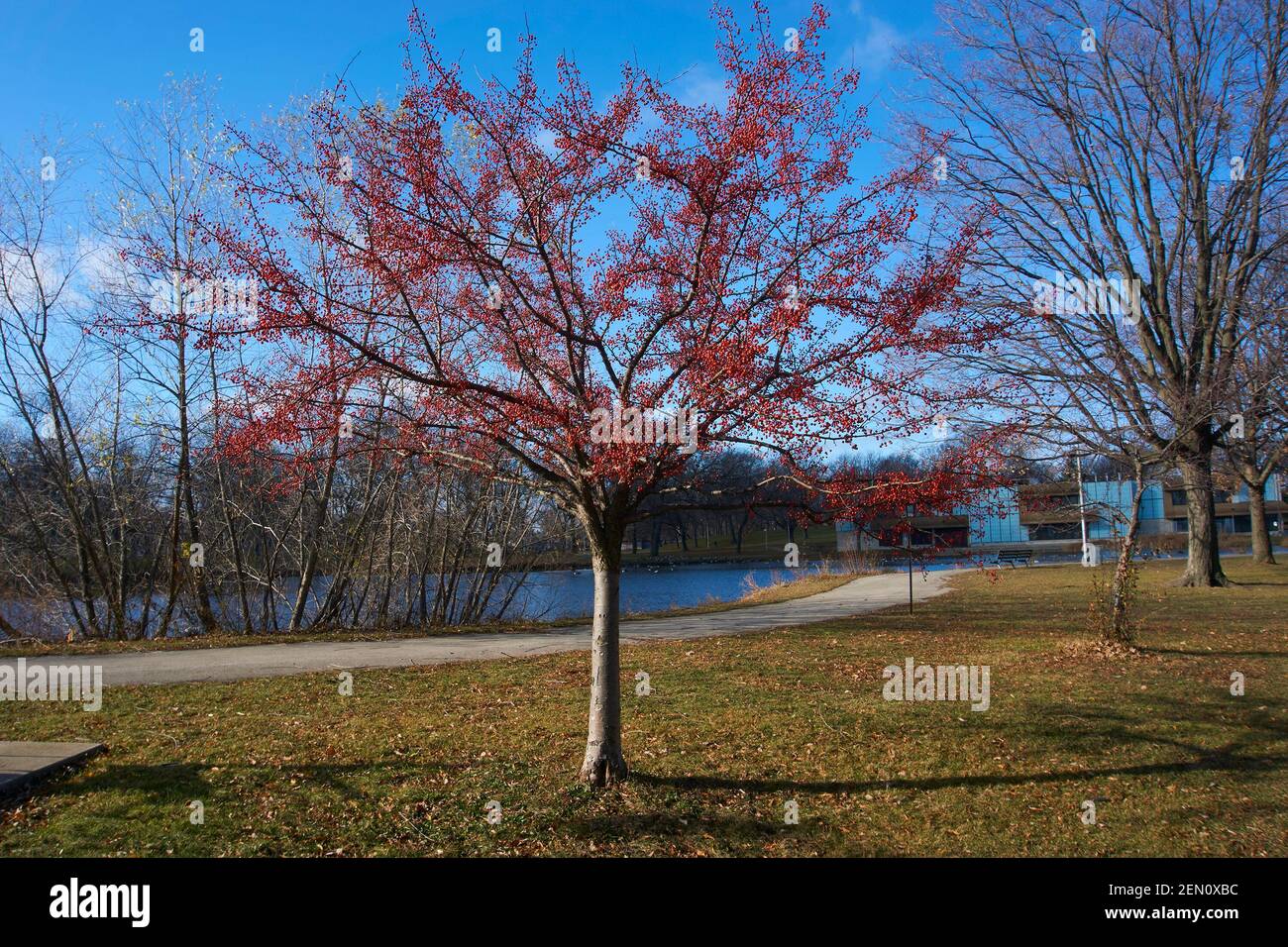 Trees in Kosciuszko Park Milwaukee Wisconsin Stock Photo - Alamy