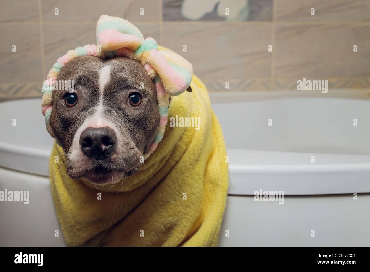 American Bully bathing, Pitbull, dog cleaning, dog wet a bath yellow ...