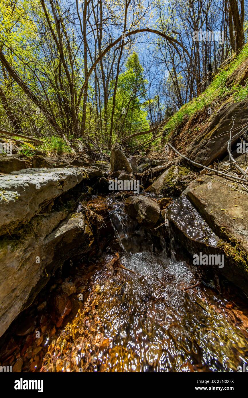 Tiny stream in the Miller Peak Wilderness of the Huachuca Mountains ...