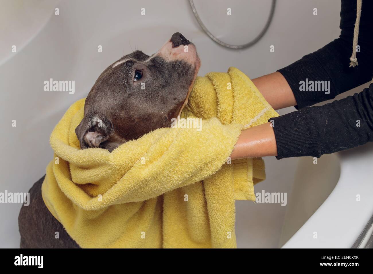 American Bully bathing, Pitbull, dog cleaning, dog wet a bath yellow ...