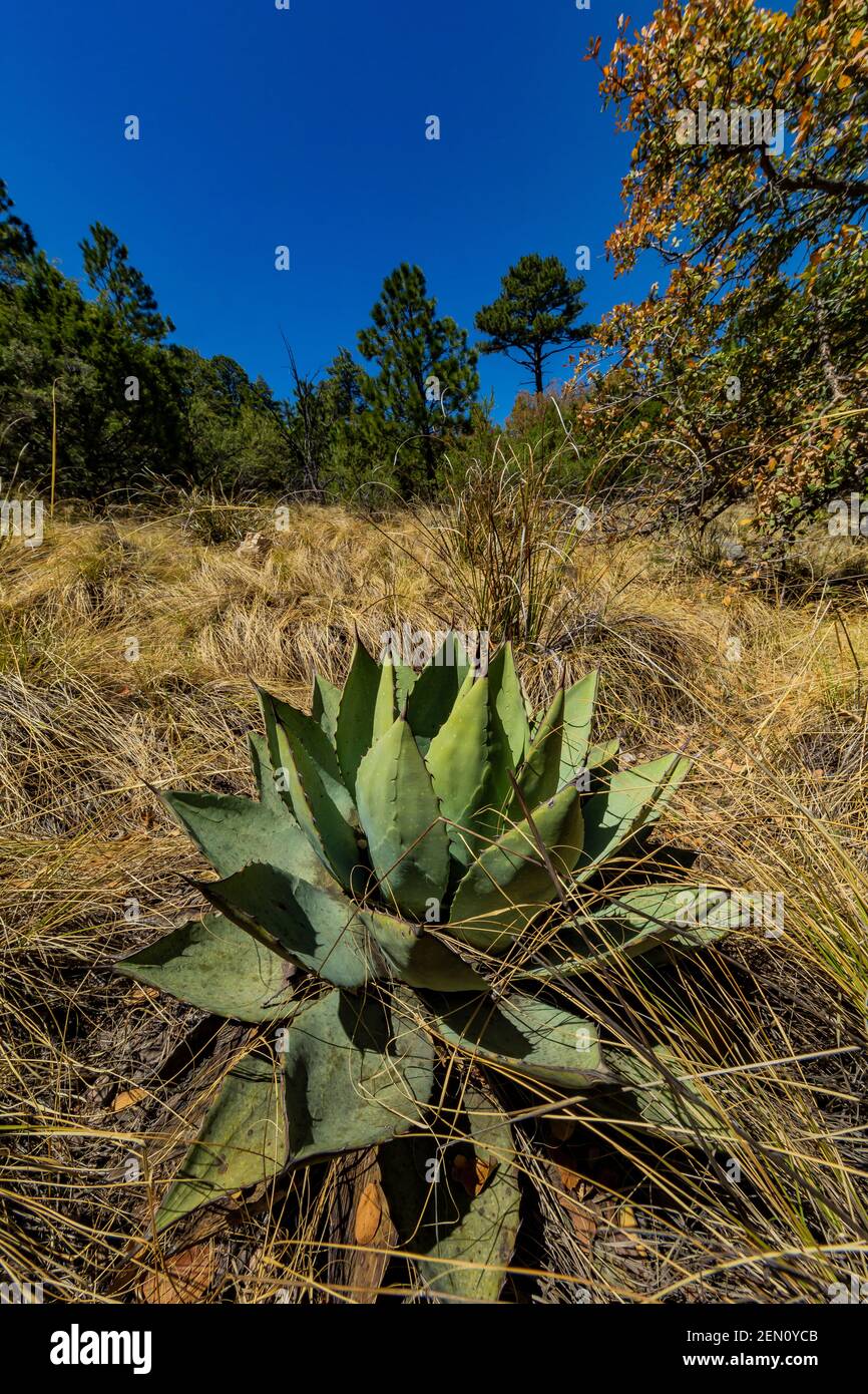 Huachuca Agave, Agave parryi huachucensis, in the Miller Peak ...