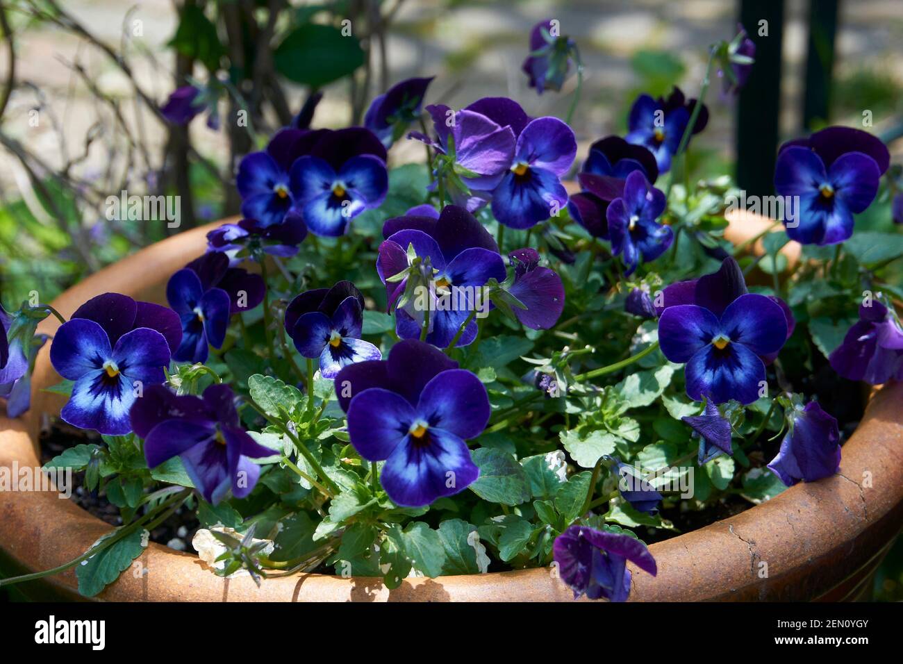 Outdoor planter full of violets Stock Photo - Alamy
