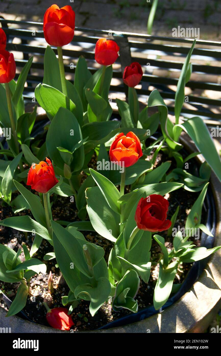 Red tulips growing in outdoor planter Stock Photo - Alamy