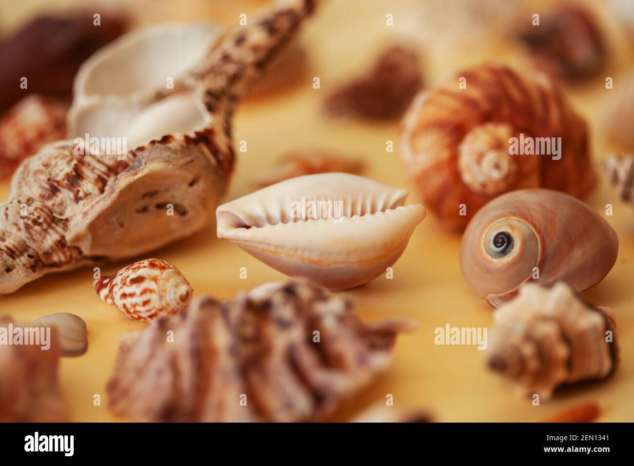 a lot of different empty sea shells on yellow background, macro details ...