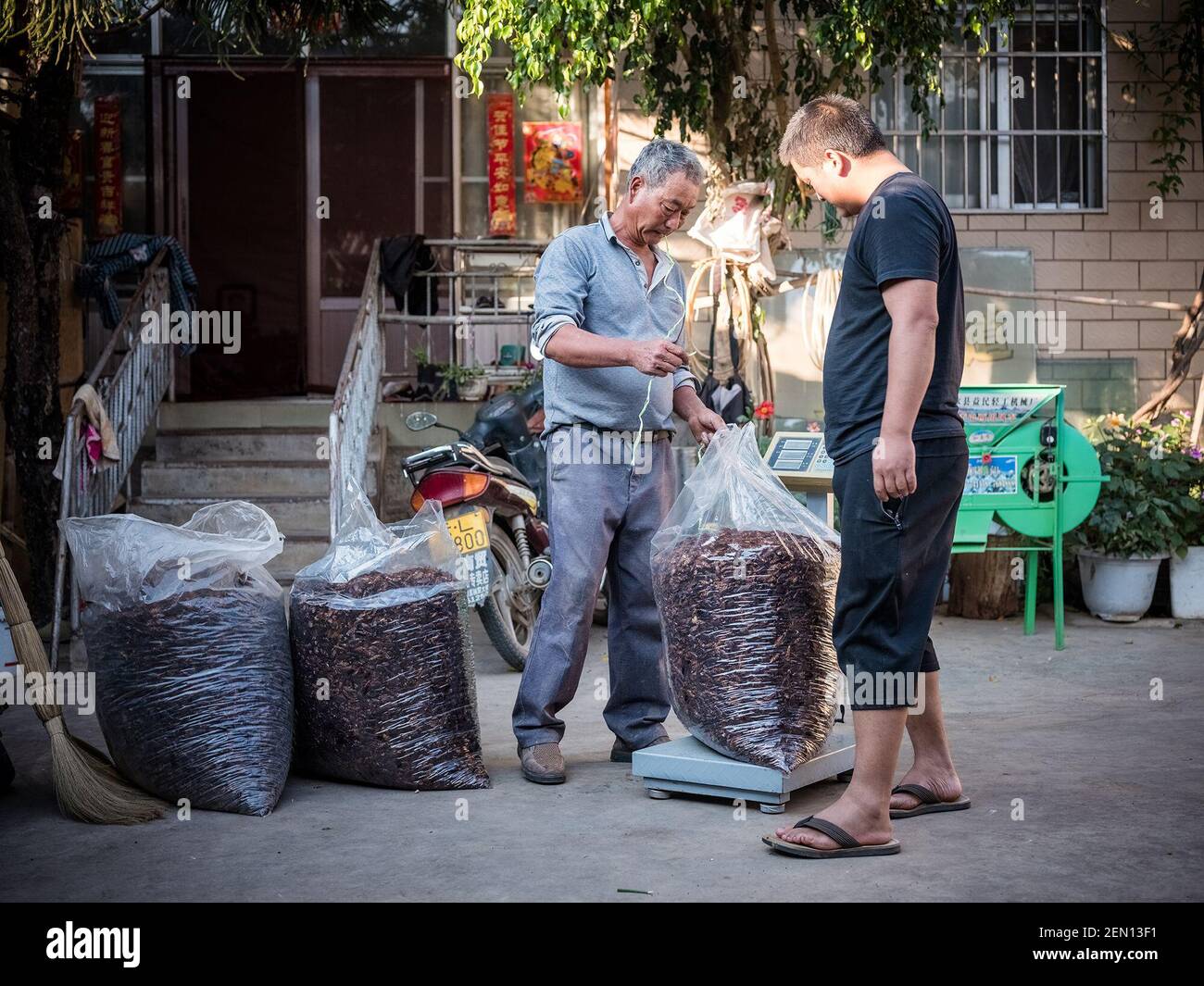 Chinese cockroaches hi-res stock photography and images - Alamy