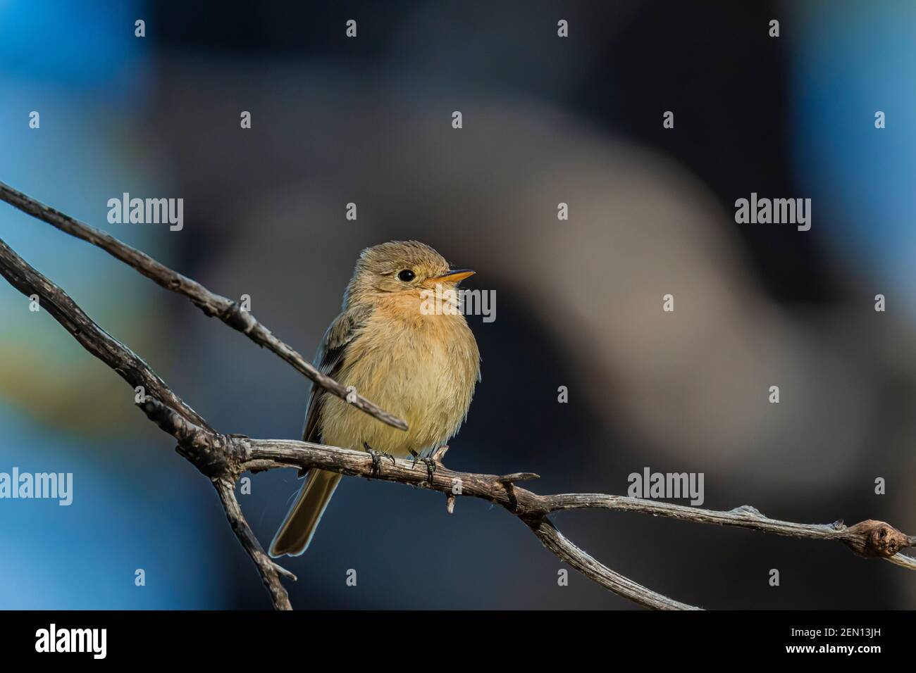 Buff-breasted Flycatcher, Empidonax fulvifrons, in the Huachuca ...