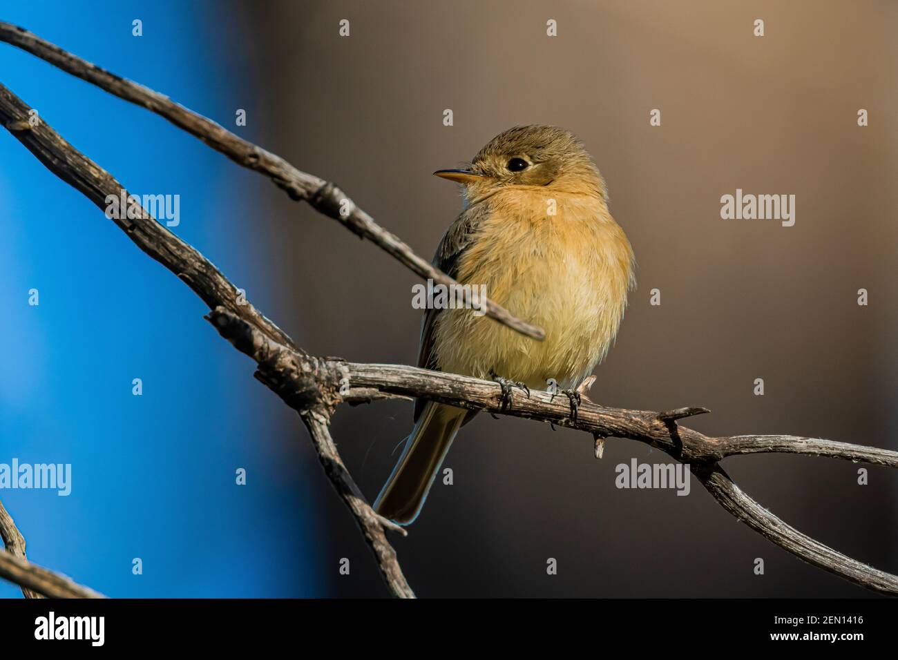 Buff-breasted Flycatcher, Empidonax fulvifrons, in the Huachuca Mountains, Coronado National ...