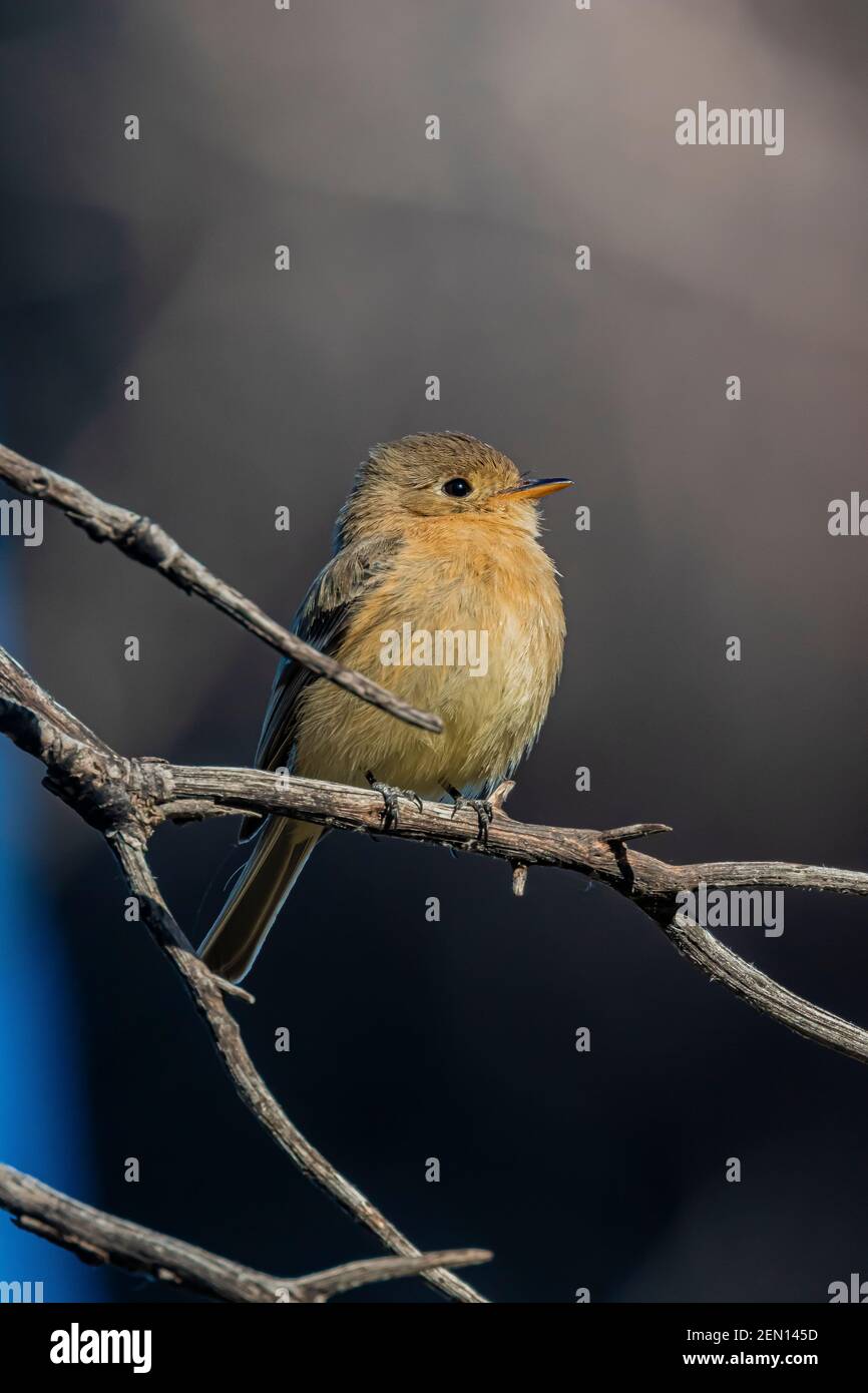 Buff-breasted Flycatcher, Empidonax fulvifrons, in the Huachuca ...