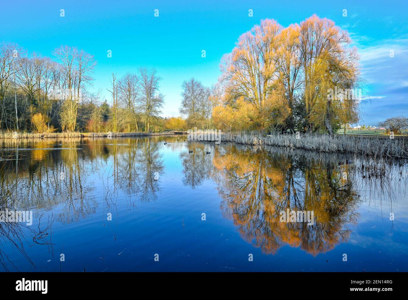 Ephemeral pond, Jericho Park, Vancouver, British Columbia, Canada Stock ...