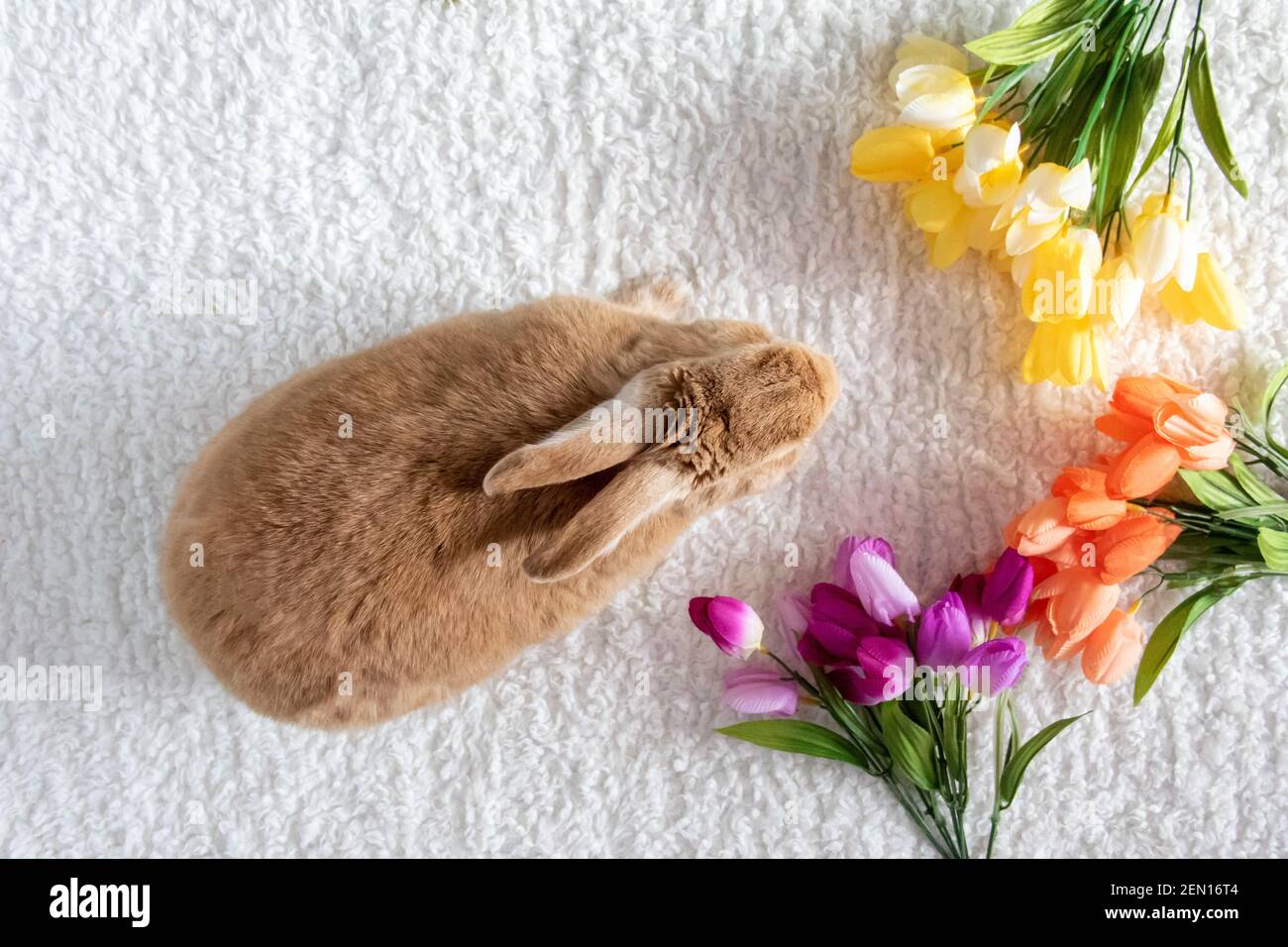 Rufus Bunny Rabbit with yellow, orange, purple tulips for Easter and ...