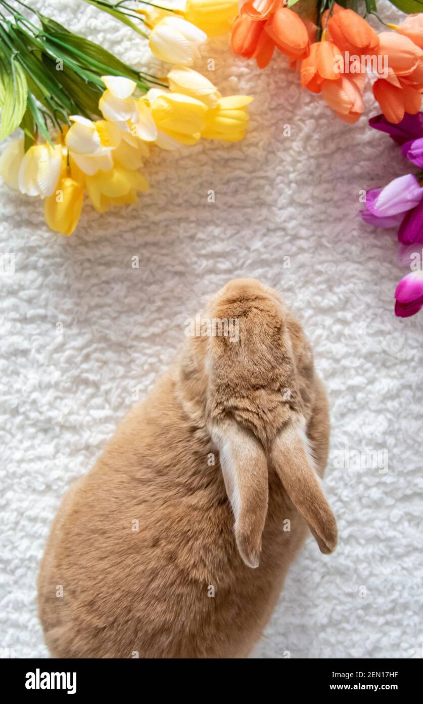 Rufus Bunny Rabbit with yellow, orange, purple tulips for Easter and ...