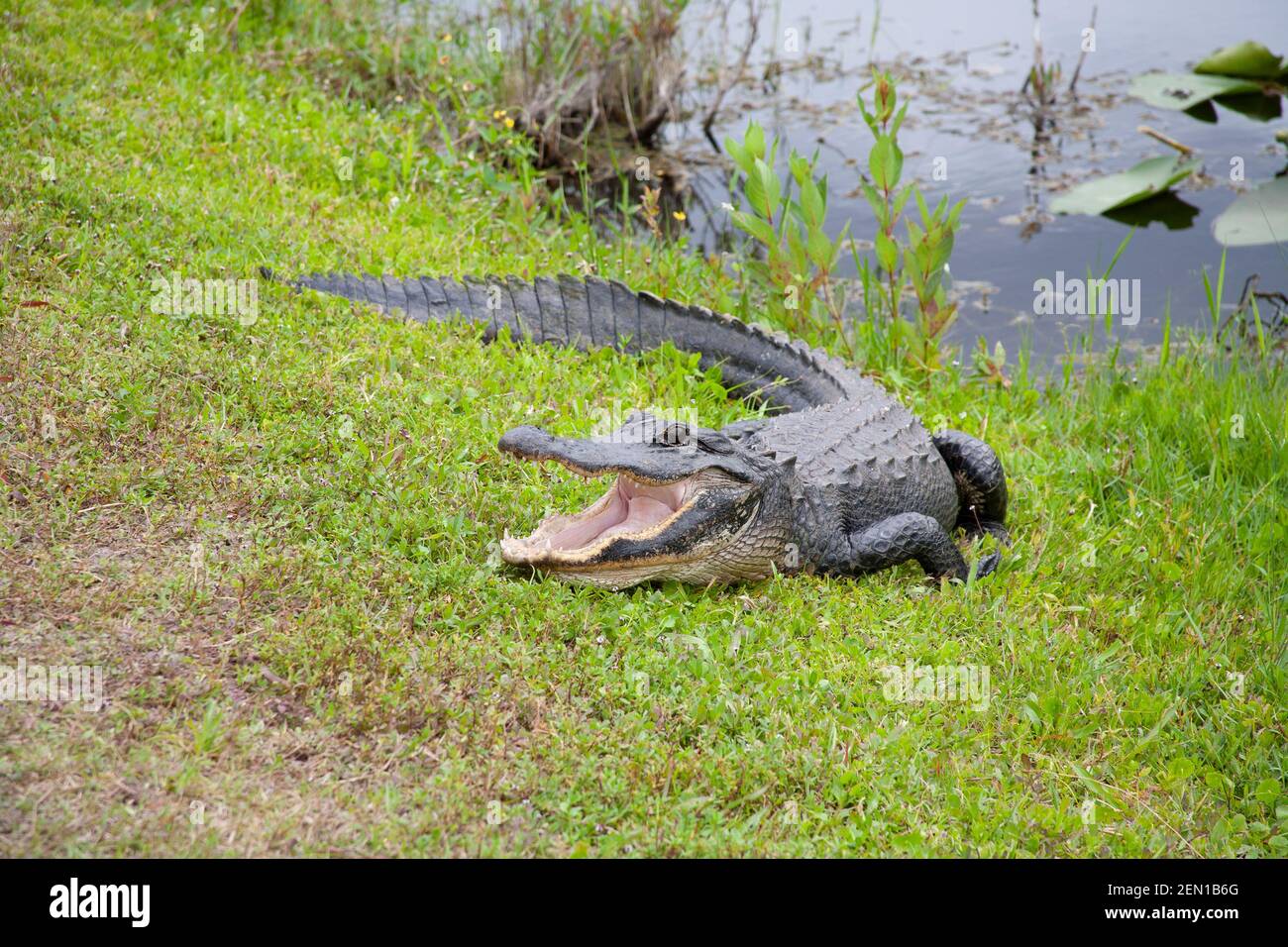 American Alligator Basking In The Sun With Mouth Open Stock Photo - Alamy