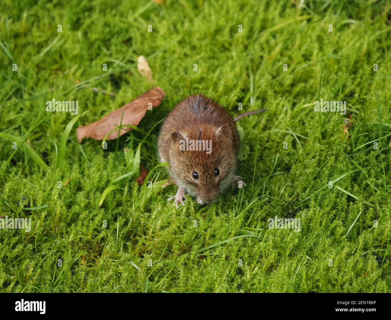 Cute little Bank Vole (Myodes glareolus) with glistening whiskers ...