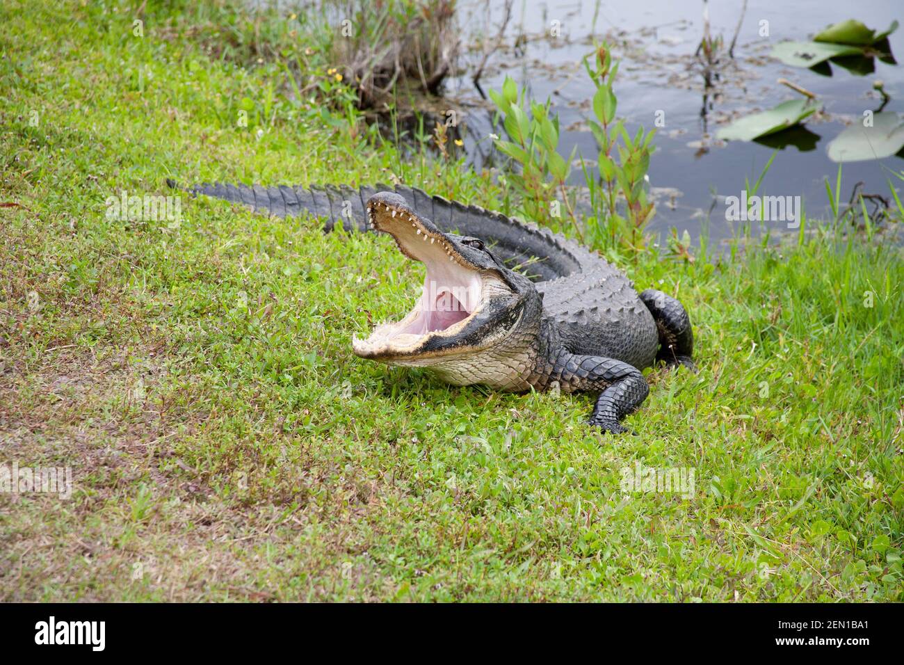 American Alligator Basking In The Sun With Mouth Open Stock Photo - Alamy