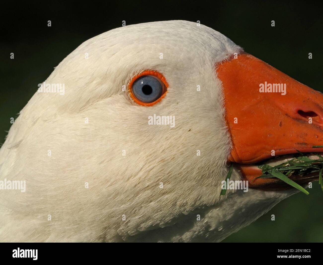Blue eye with orange eye-ring of white domestic goose with grass in its ...