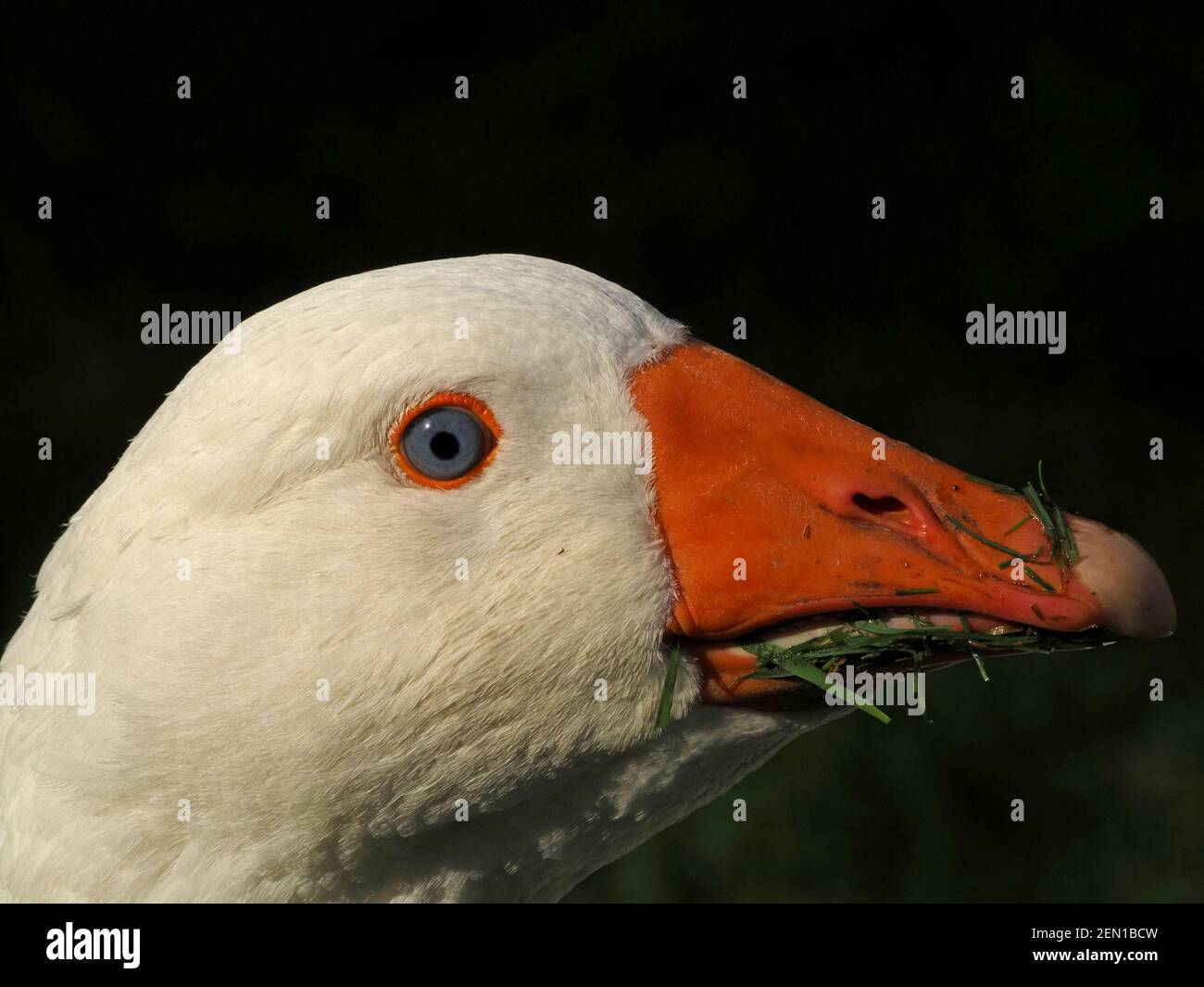Blue eye with orange eye-ring of white domestic goose with grass in its ...
