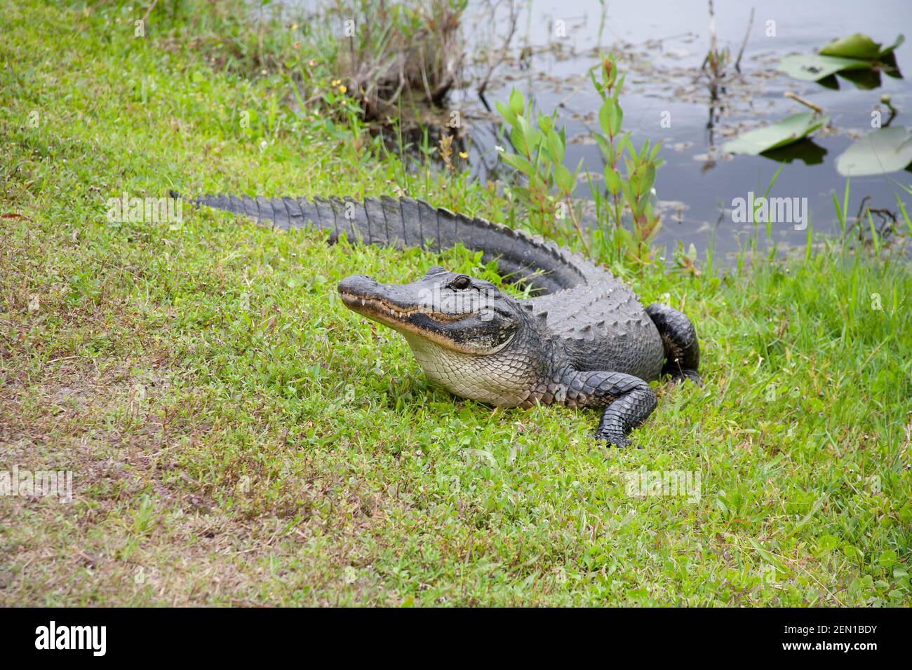 American Alligator Basking In The Sun Stock Photo - Alamy