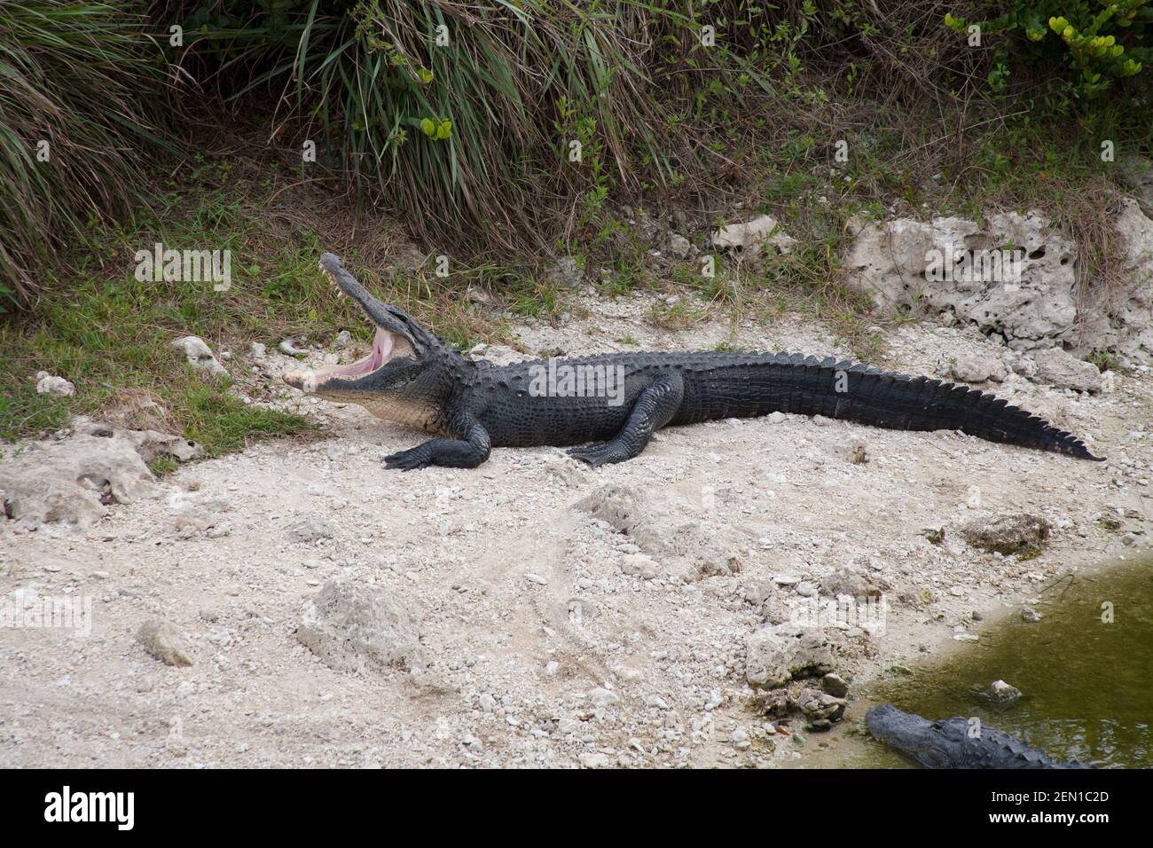 American Alligator Basking In The Sun With Mouth Open Stock Photo - Alamy