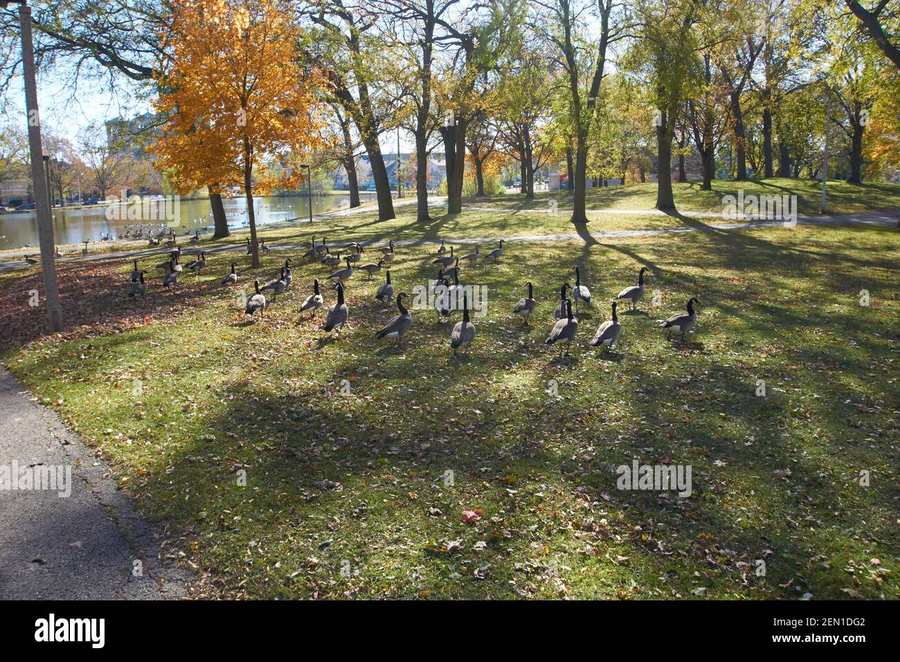 Animals of kosciuszko hi-res stock photography and images - Alamy