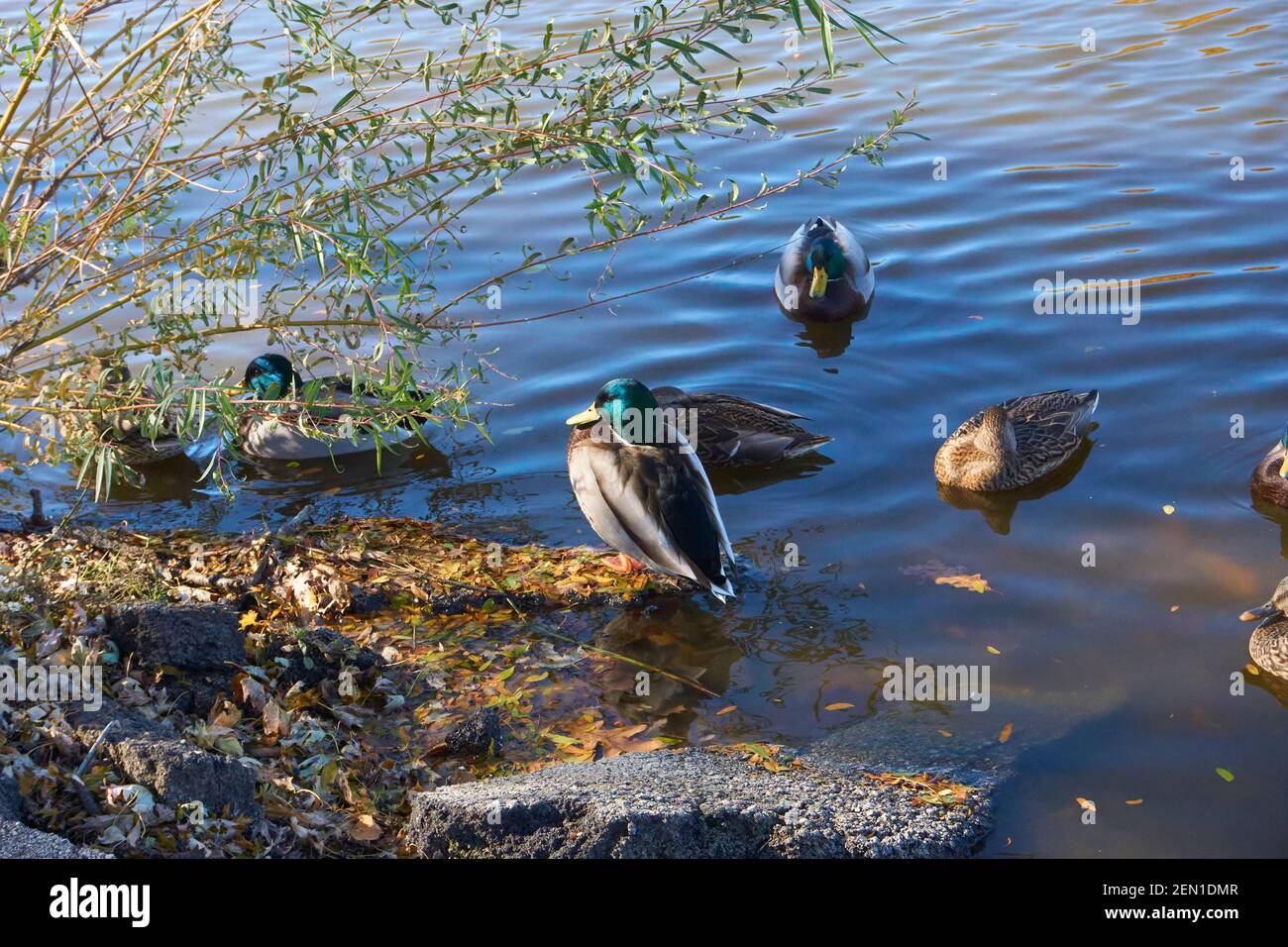 Mallard ducks swimming in Kosciuszko Park pond Milwaukee Wisconsin ...