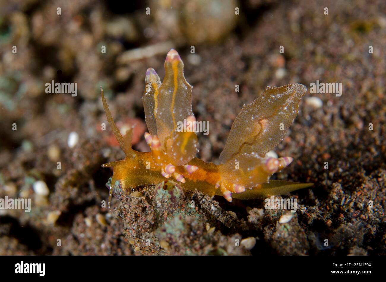 Aeolid Nudibranch, Eubranchus sp, showing narrow digestive glands, Batu ...