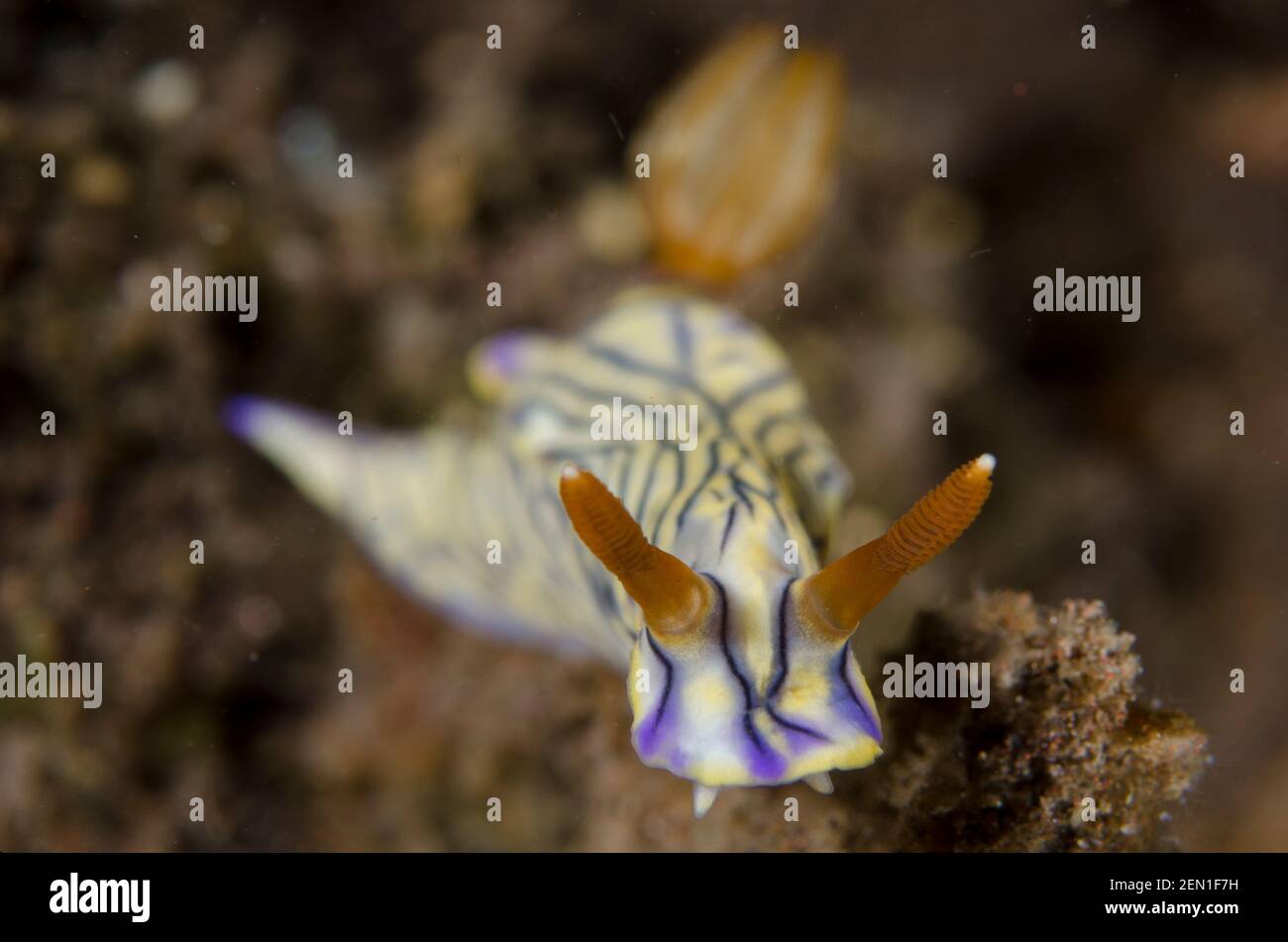 Black striped hypselodoris nudibranch hi-res stock photography and ...