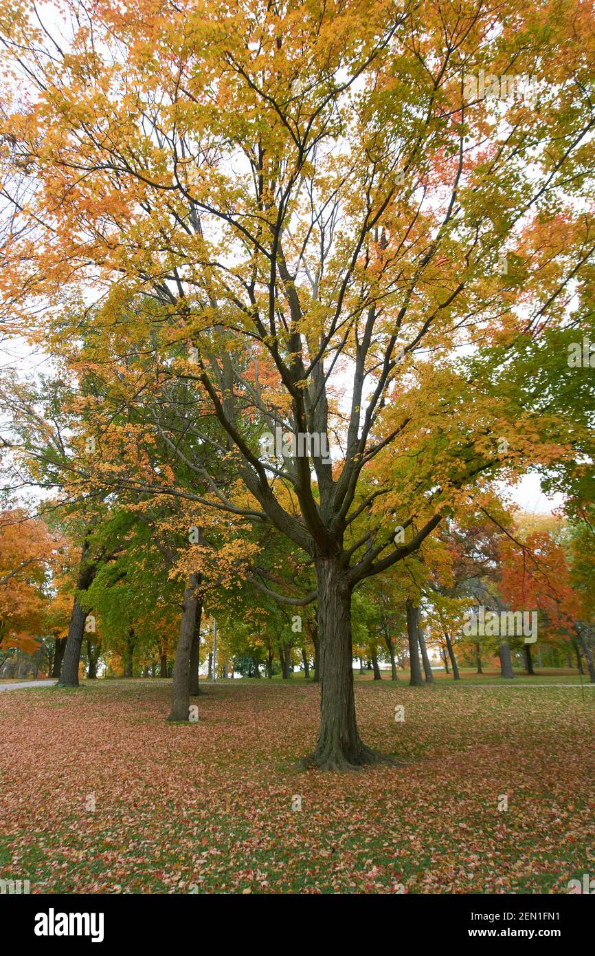 Changing colors of fall trees Stock Photo - Alamy