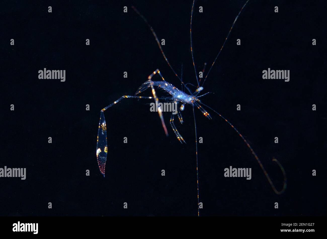 Palaemonid Shrimp, Palaemonidae Family, larva floating in water column ...
