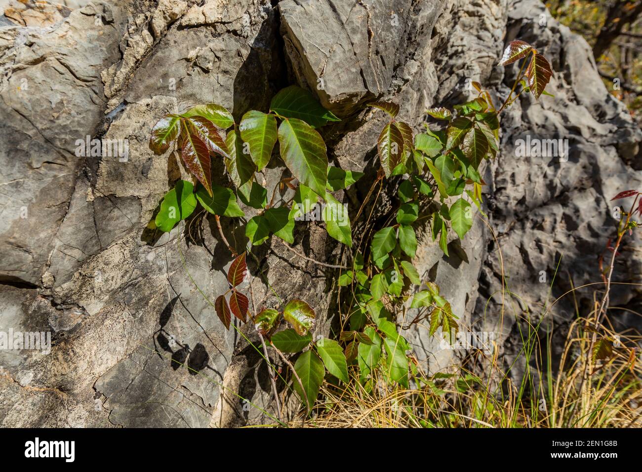 Western Poison Ivy, Toxicodendron radicans, in the Huachuca Mountains ...