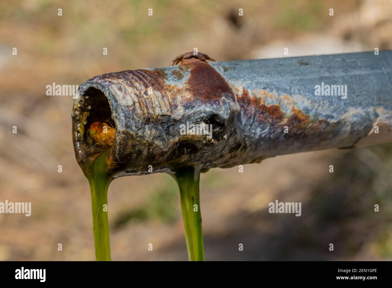 Comfort Spring, an historic water source in Miller Peak Wilderness of ...