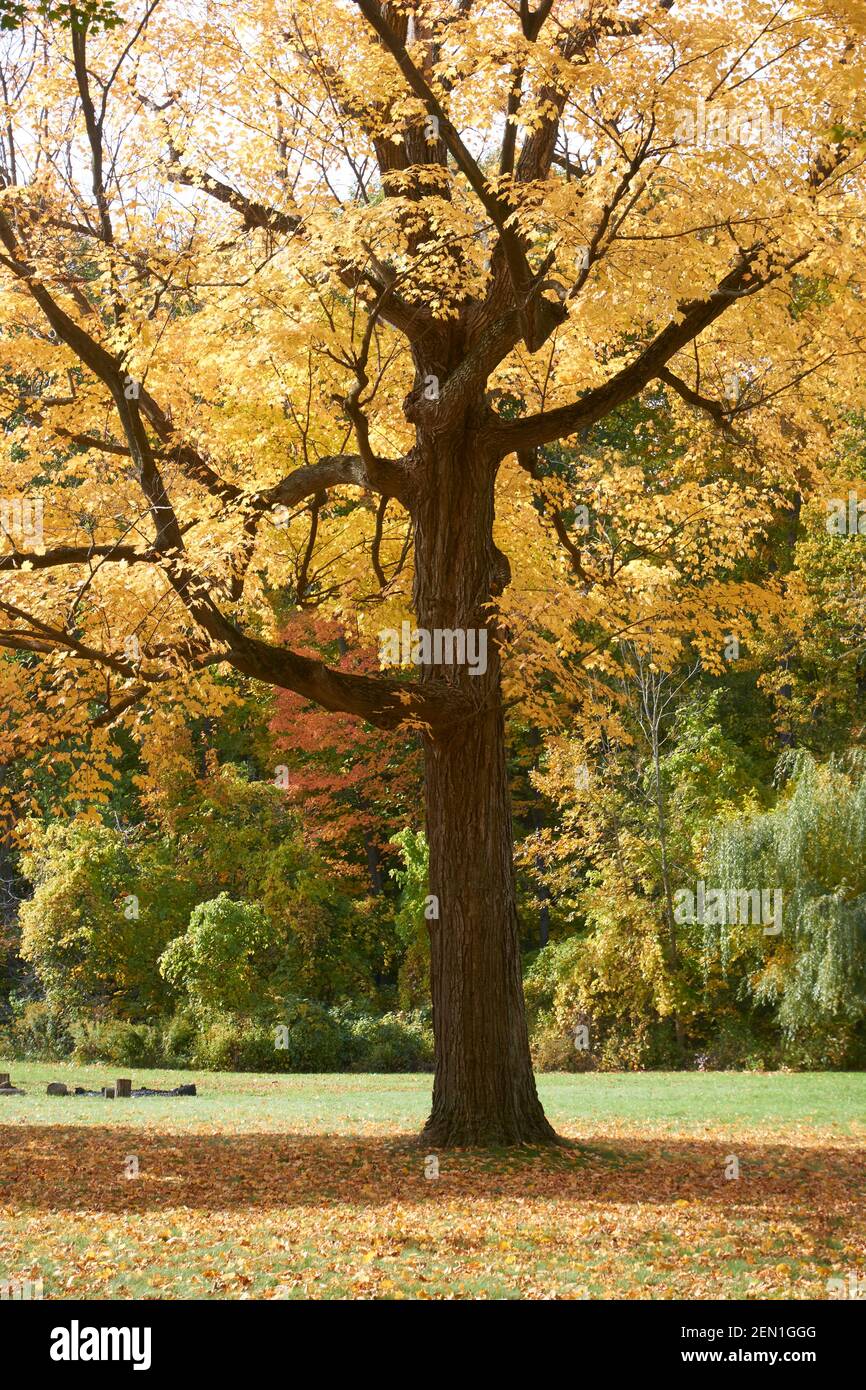 Changing colors of fall trees Stock Photo - Alamy